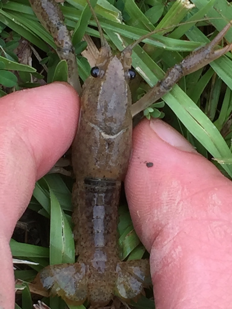 Spur Crayfish (Crayfishes of Alabama) · iNaturalist