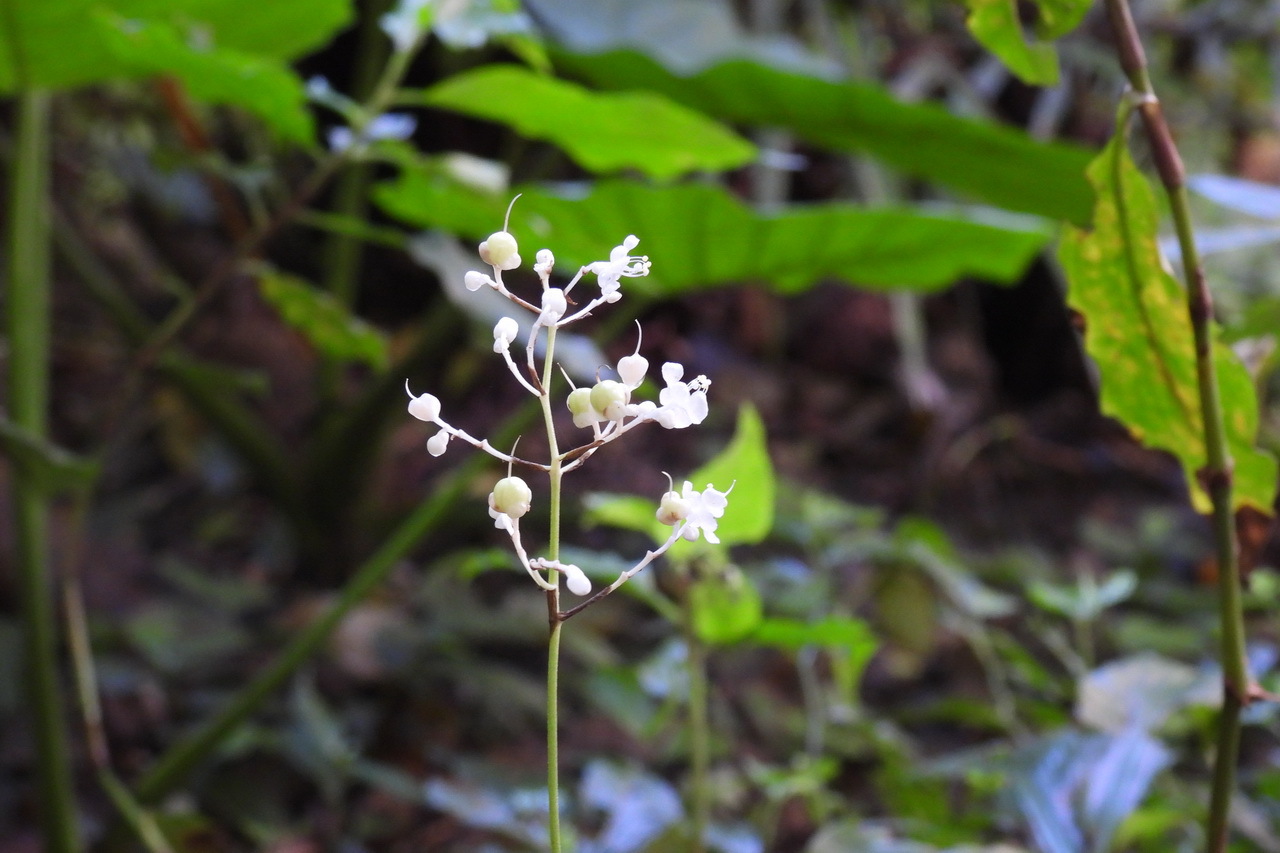 Pollia japonica Thunb.