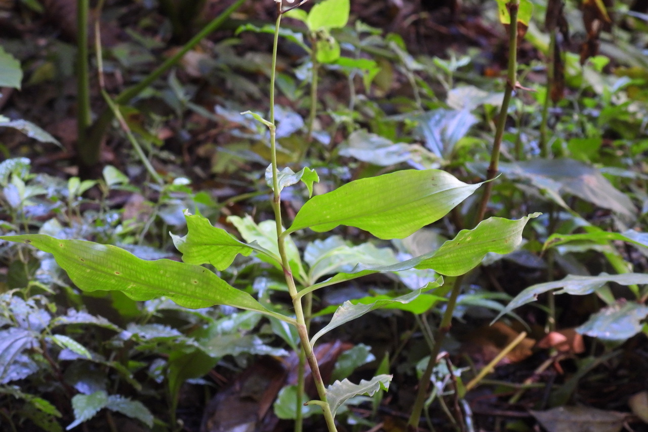 Pollia japonica Thunb.