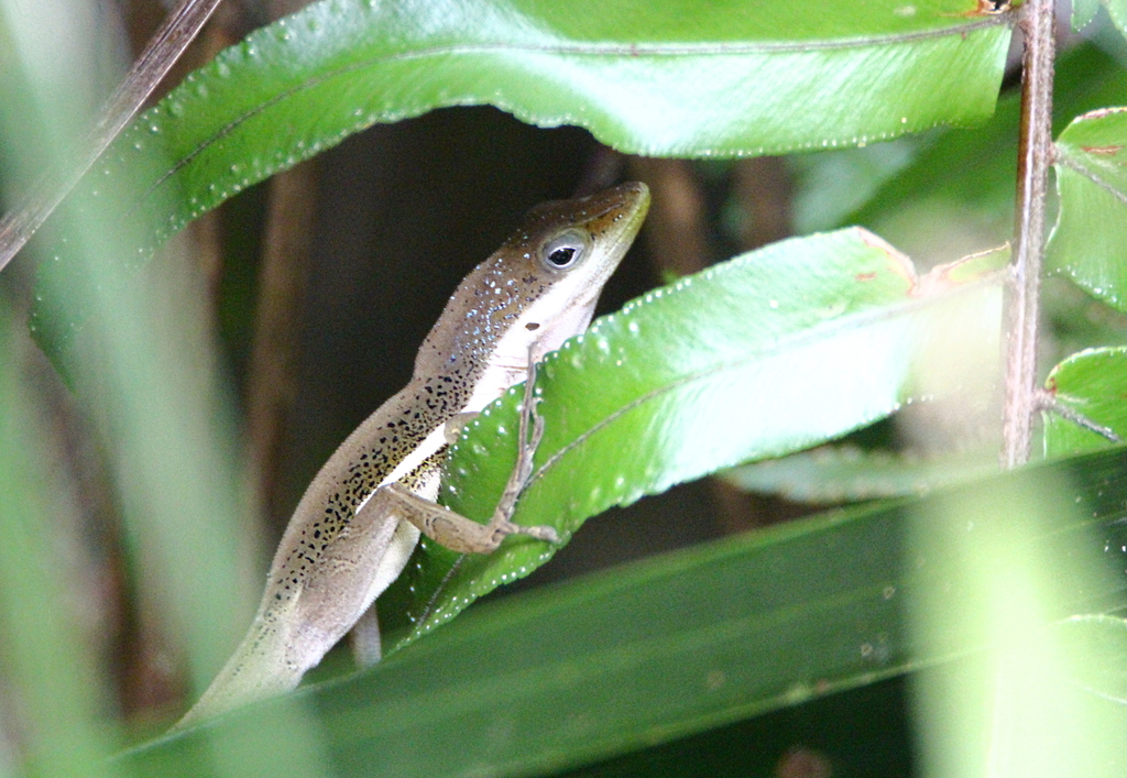 Krug's Anole from Río Arriba, Arecibo, Puerto Rico on July 3, 2022 at ...