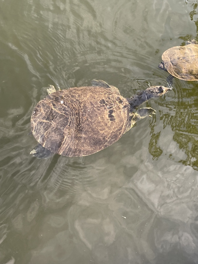 Guadalupe Spiny Softshell from Lake Austin, Austin, TX, US on July 11 ...