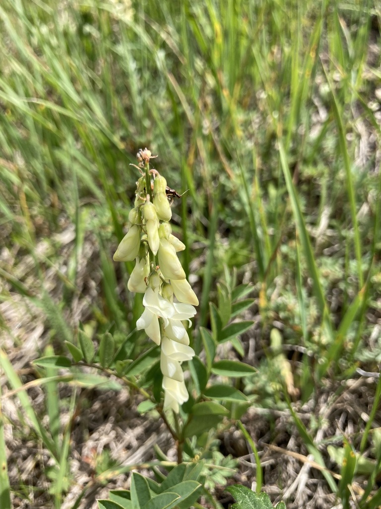 Yellow Sweet-vetch from Kananaskis, AB T0L, Canada on July 13, 2022 at ...