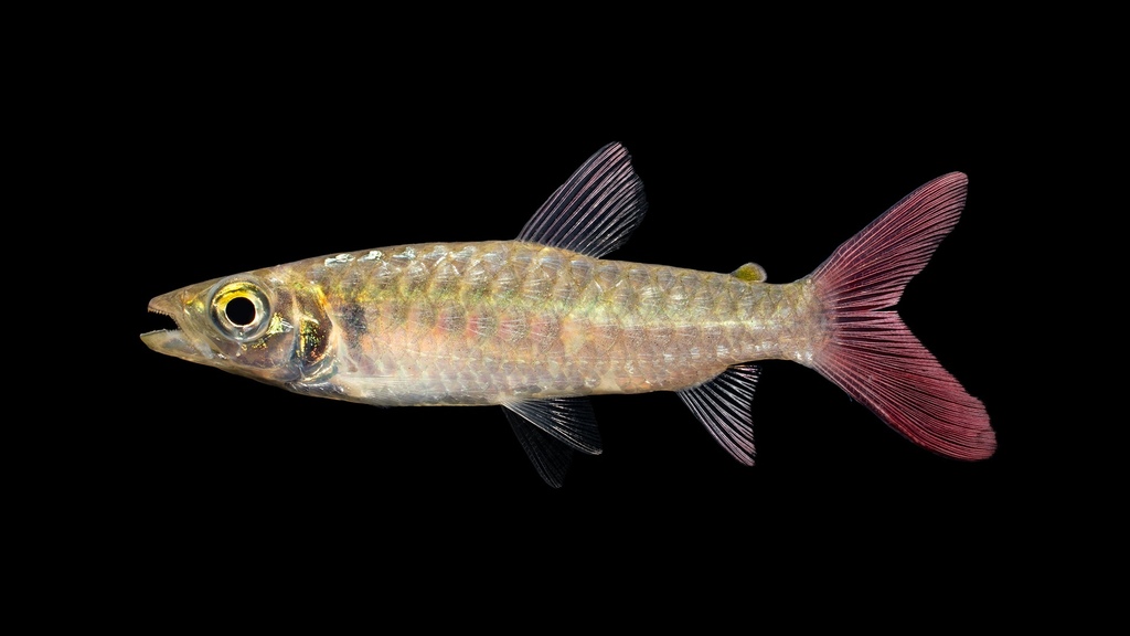 Chalceus macrolepidotus (Peces de Trinidad) · iNaturalist