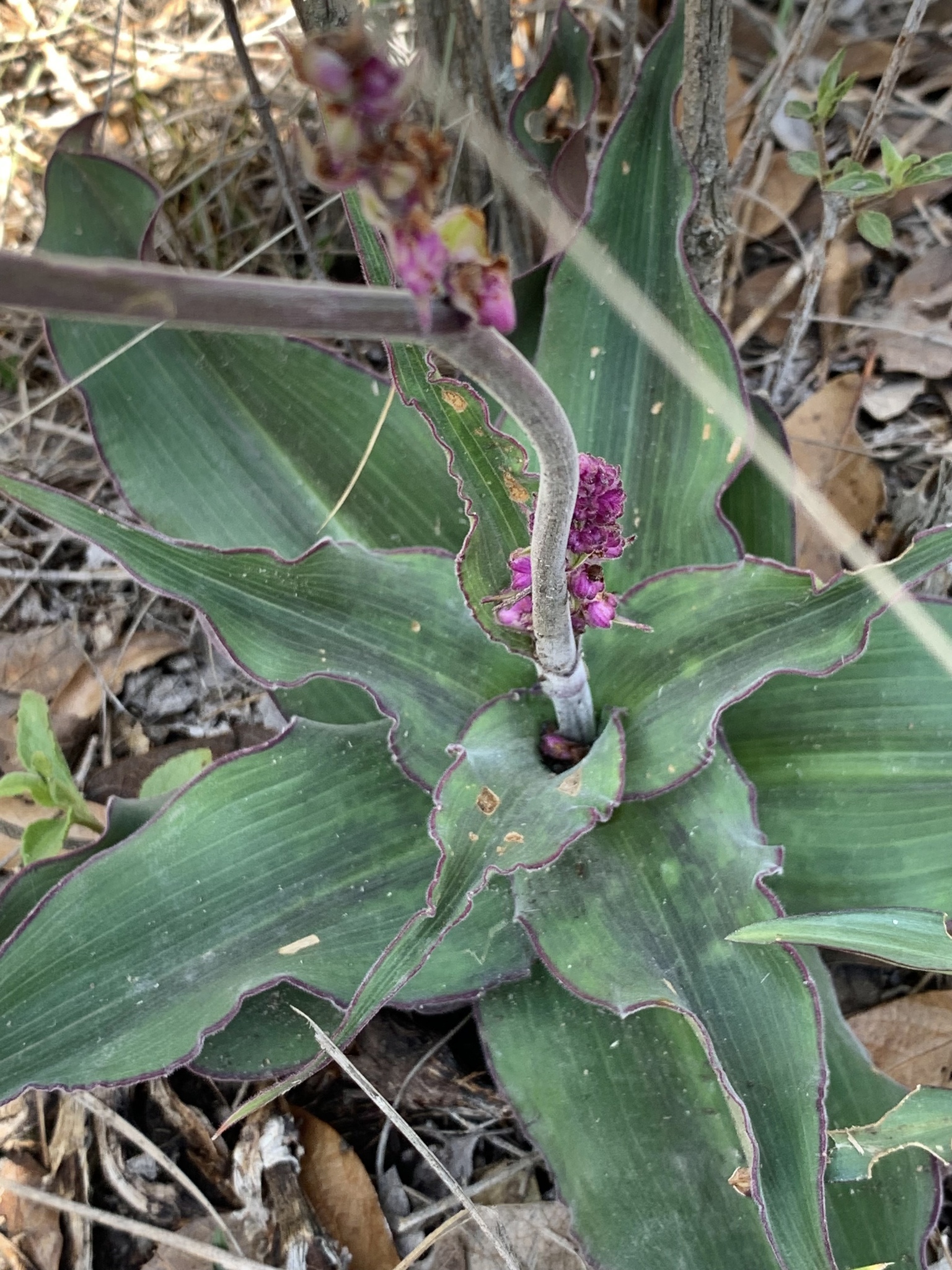 Thyrsanthemum floribundum (M.Martens & Galeotti) Pichon