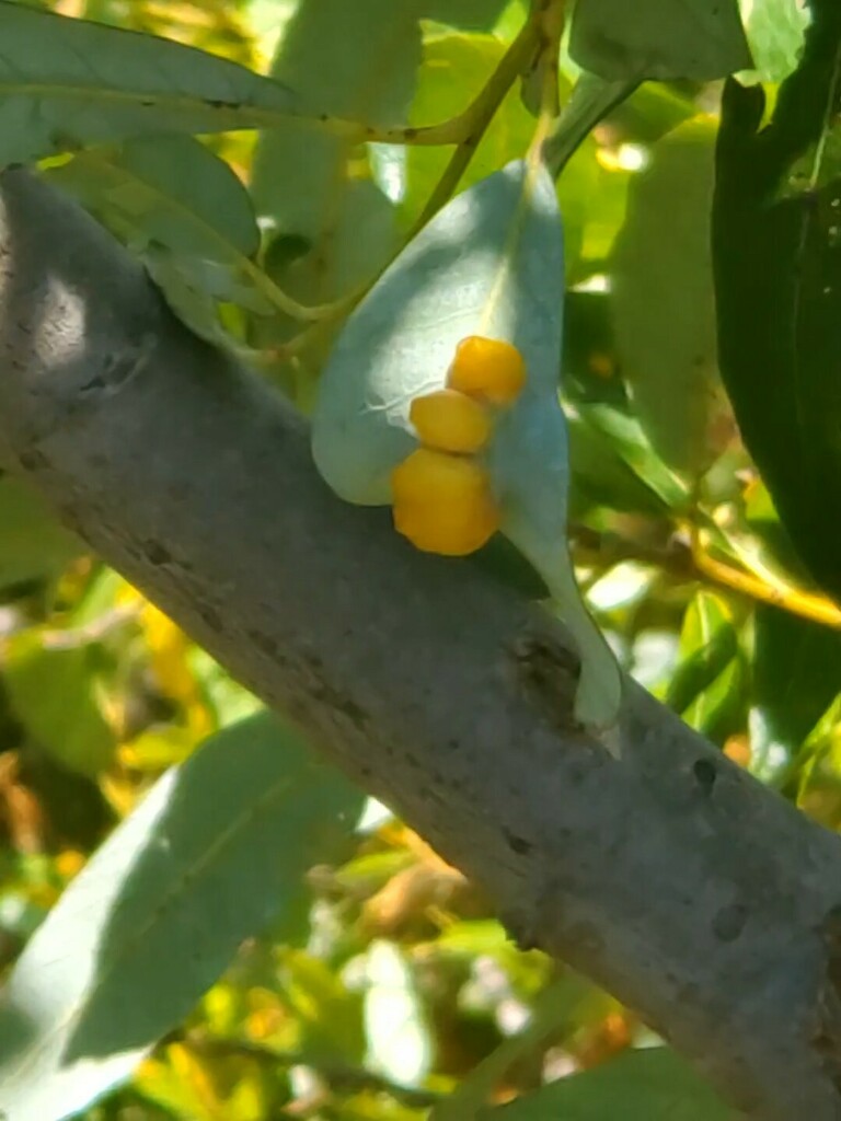 Willow Apple Gall Sawfly from American Canyon, CA 94503, USA on July 12 ...