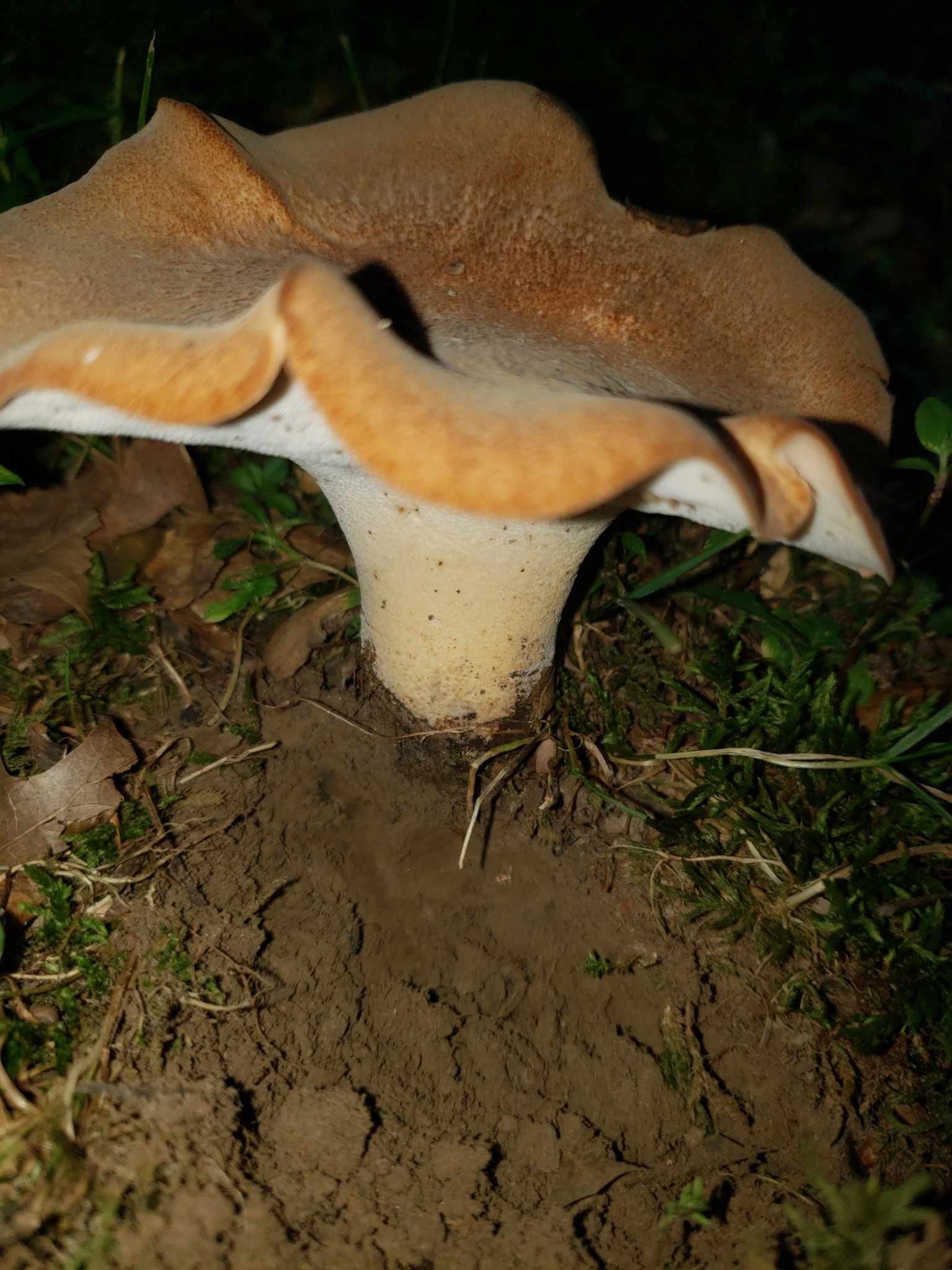 Polyporus radicatus Schwein.