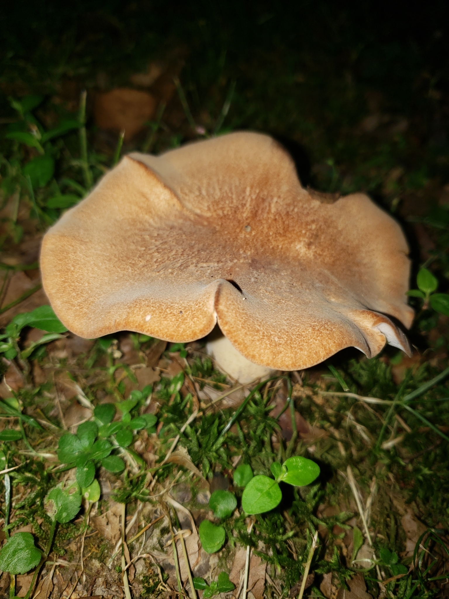 Polyporus radicatus Schwein.