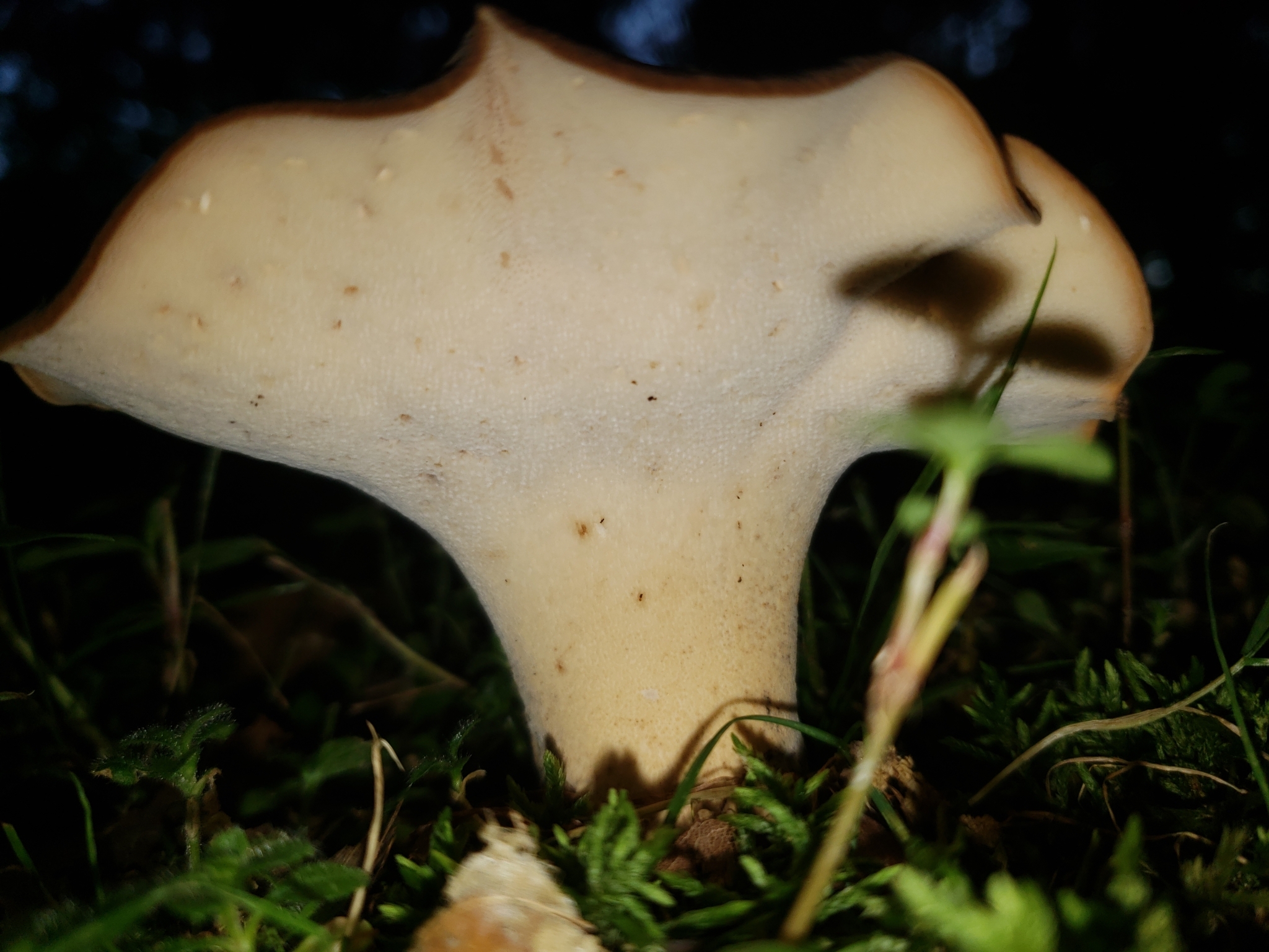 Polyporus radicatus Schwein.