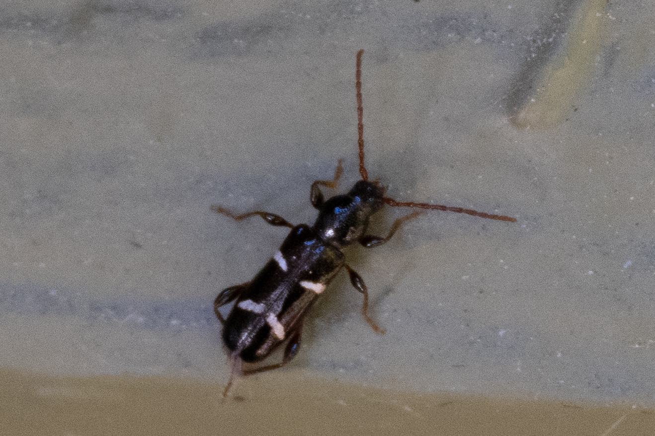 Phymatodes nitidus LeConte, 1874