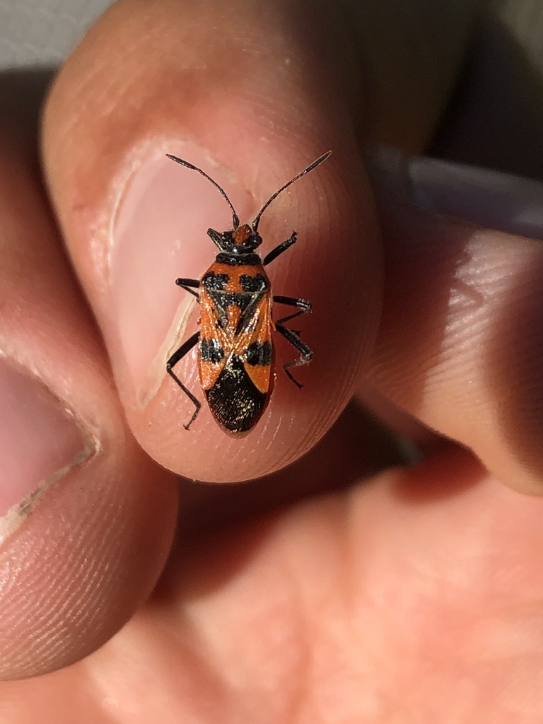 Spotted Firebug from Yverdon-Champ Pittet, Yverdon-les-Bains, Vaud, CH ...