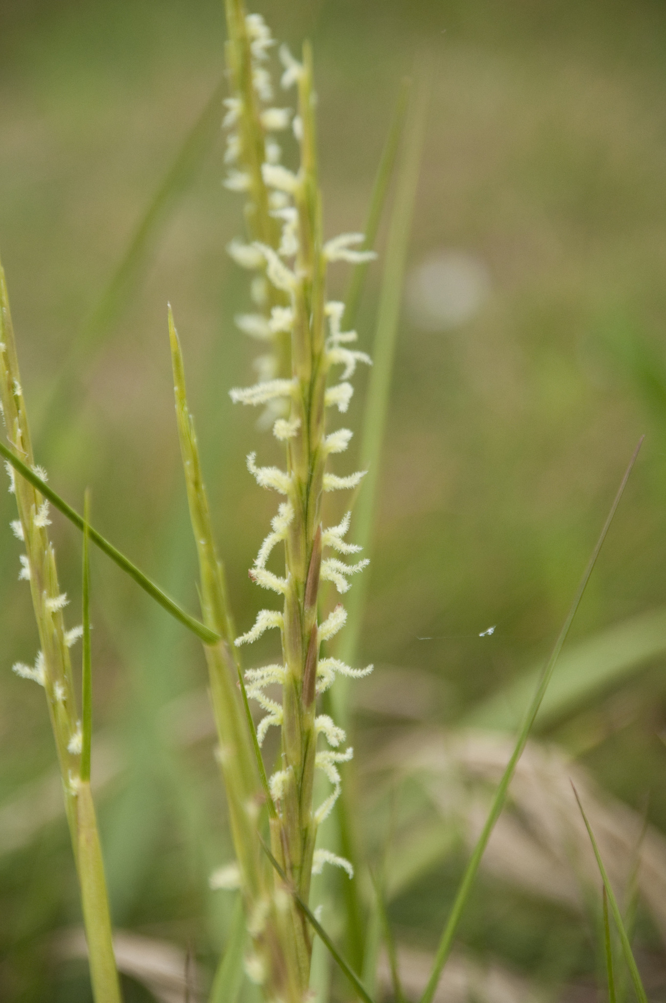 Sporobolus anglicus (C.E.Hubb.) P.M.Peterson & Saarela