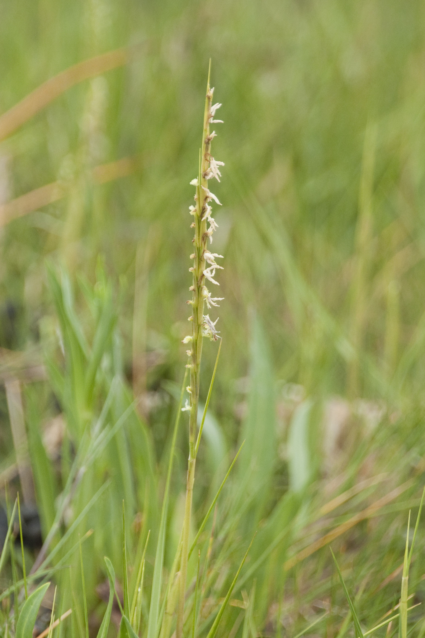 Sporobolus anglicus (C.E.Hubb.) P.M.Peterson & Saarela