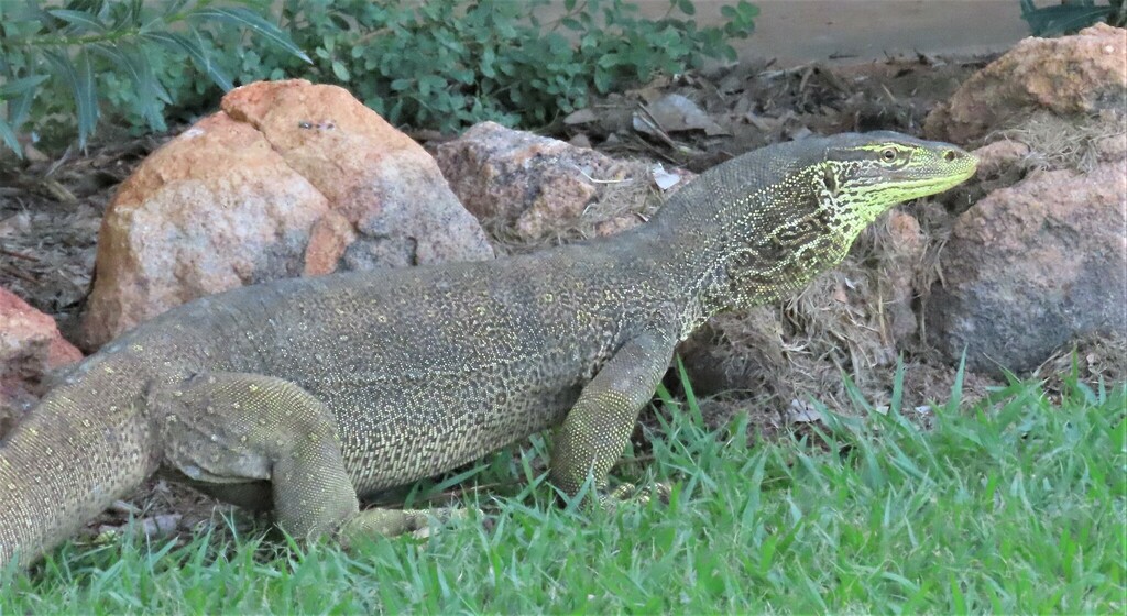Eastern Argus Monitor from Nicholson QLD 4830, Australia on May 4, 2022 ...