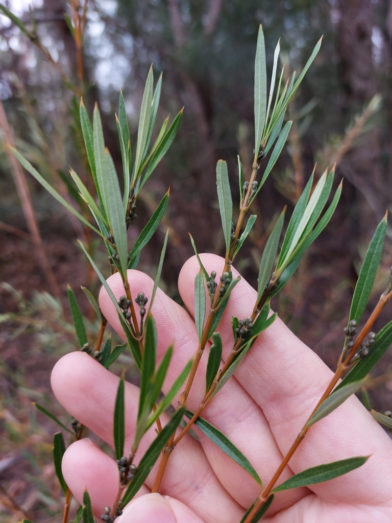 Logania albiflora from Blue Mountains, NSW, Australia on July 14, 2022 ...