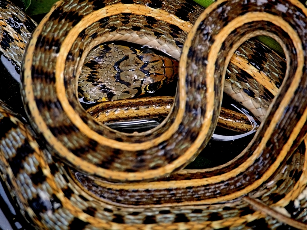 Buff Striped Keelback from Rajshahi on October 30, 2021 at 12:37 PM by ...