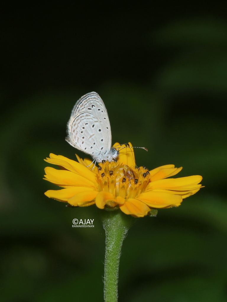 Tiny Grass Blue from Mulund East, Mumbai, Maharashtra, India on December 20, 2020 at 10:15 AM by ...