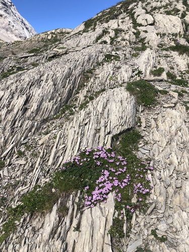 Observaciones de evami · iNaturalist Mexico