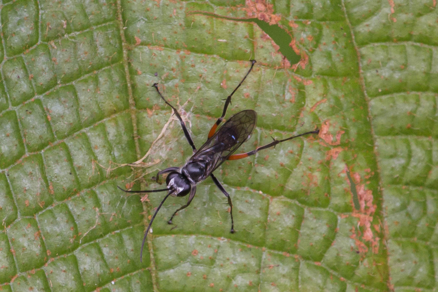 Liris subtessellatus (F.Smith, 1856)