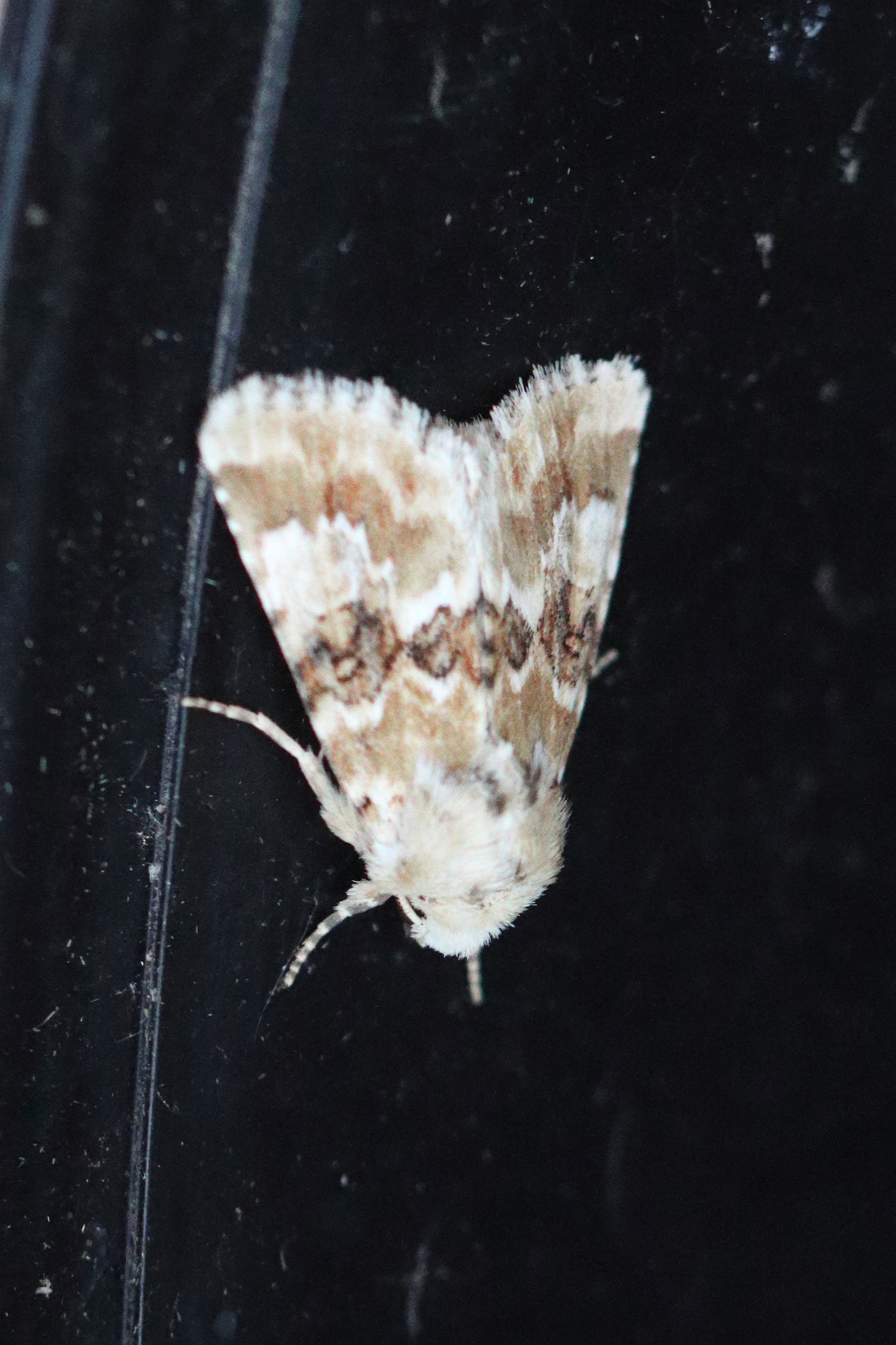 Eremobia ochroleuca (Denis & Schiffermüller), 1775