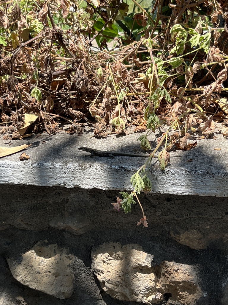 Greek Rock Lizard in July 2022 by falko · iNaturalist United Kingdom