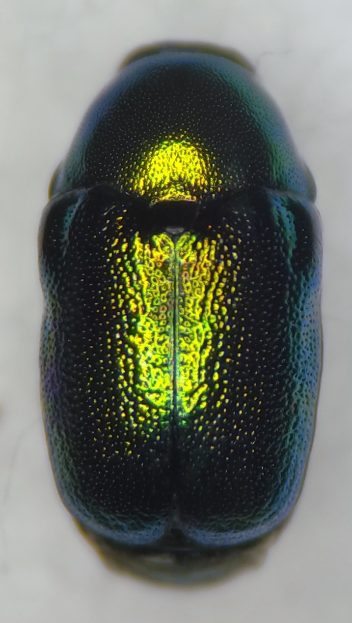Cryptocephalus hypochoeridis (Linnaeus, 1758)