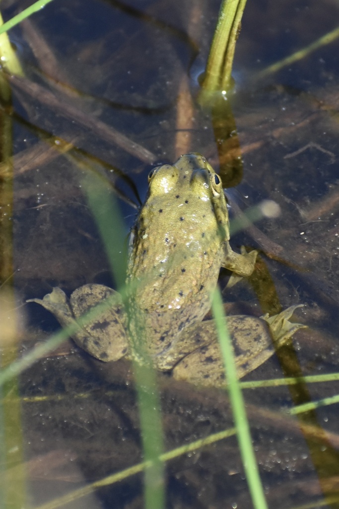 American Bullfrog in June 2022 by Chalon Boesel · iNaturalist