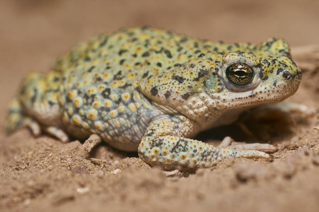 Chihuahuan Green Toad from Hidalgo, New Mexico, United States on July 8 ...