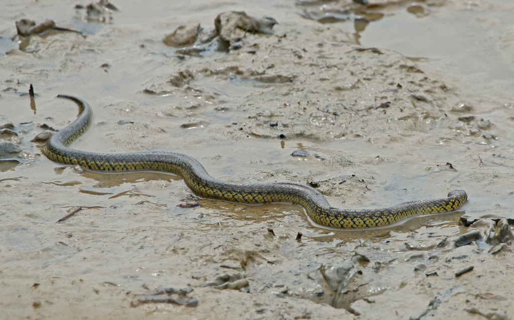 Erythrolamprus cobella from Kourou, Guyane française on March 6, 2015 ...