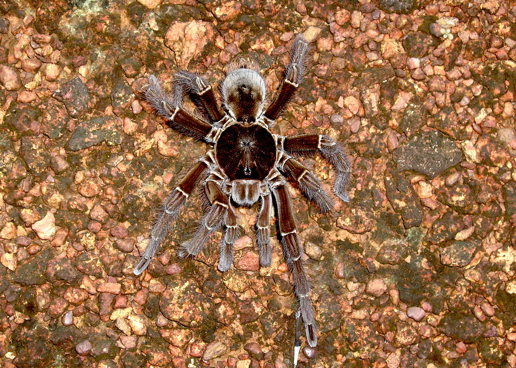 Goliath Birdeater in April 2007 by Michel Giraud-Audine. Theraphosa ...