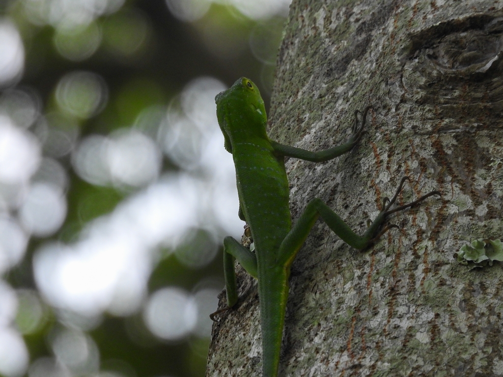 Green Crested Lizard from Mandala Kitri Cibodas on July 12, 2022 at 10: ...