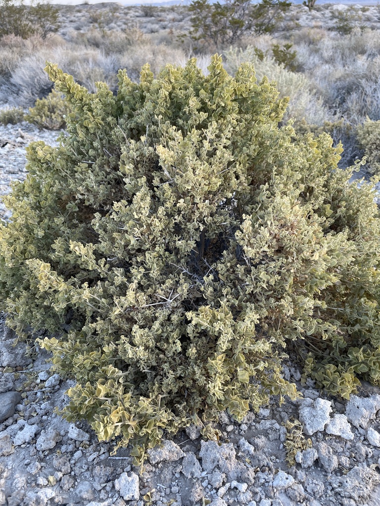Shadscale Saltbush from Tule Springs Fossil Beds National Monument, Las ...