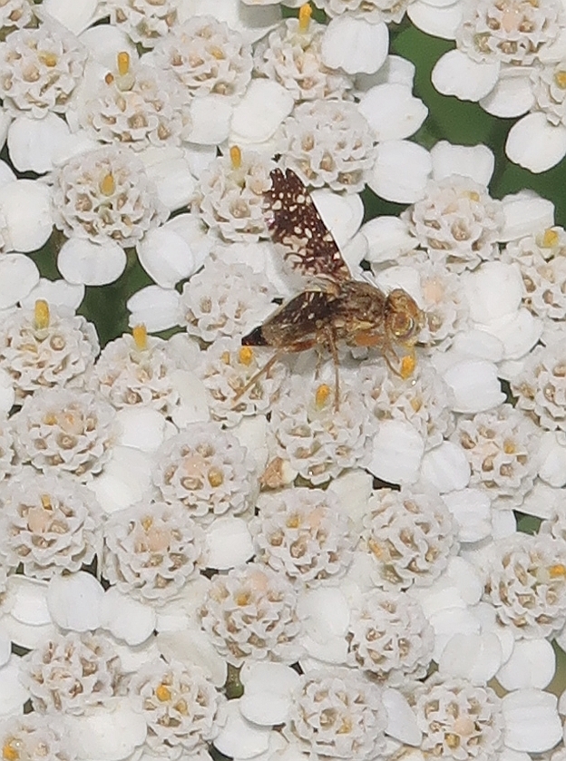 Oxyna flavipennis (Loew, 1844)