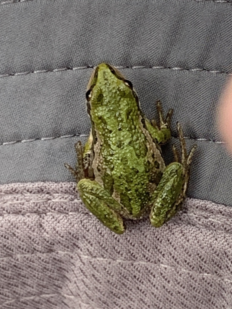 Boreal Chorus Frog from Rocky Mountain National Park, Granby, CO, US on ...