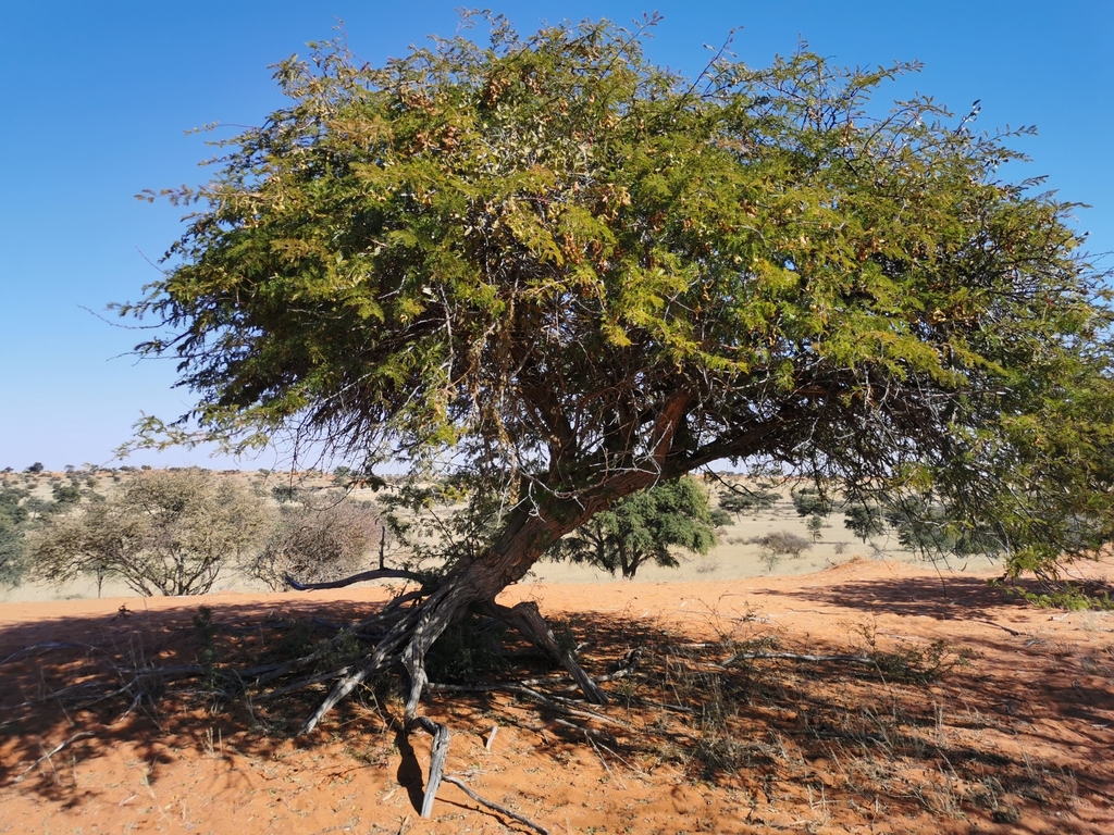 aroma from Aranos, Namibia on July 14, 2022 at 11:14 AM by Koos Uys ...