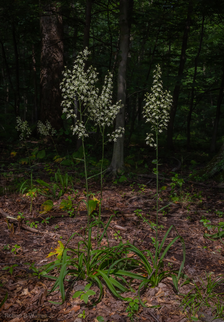 Virginia bunchflower in July 2022 by Robert Warren. 19 plants found ...