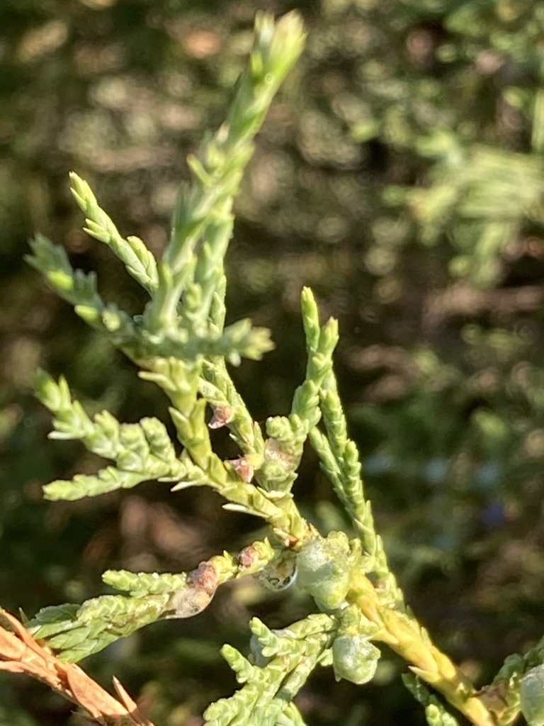 Rocky Mountain Juniper from Custer Gallatin National Forest, Gallatin ...