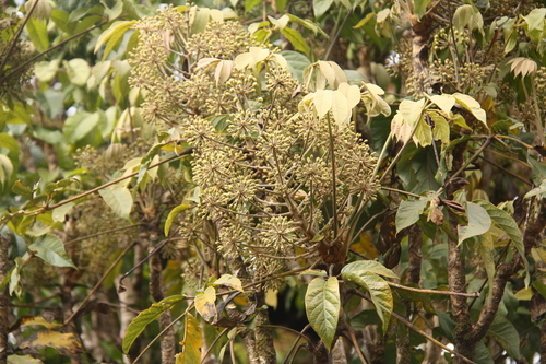 Schefflera petelotii · iNaturalist