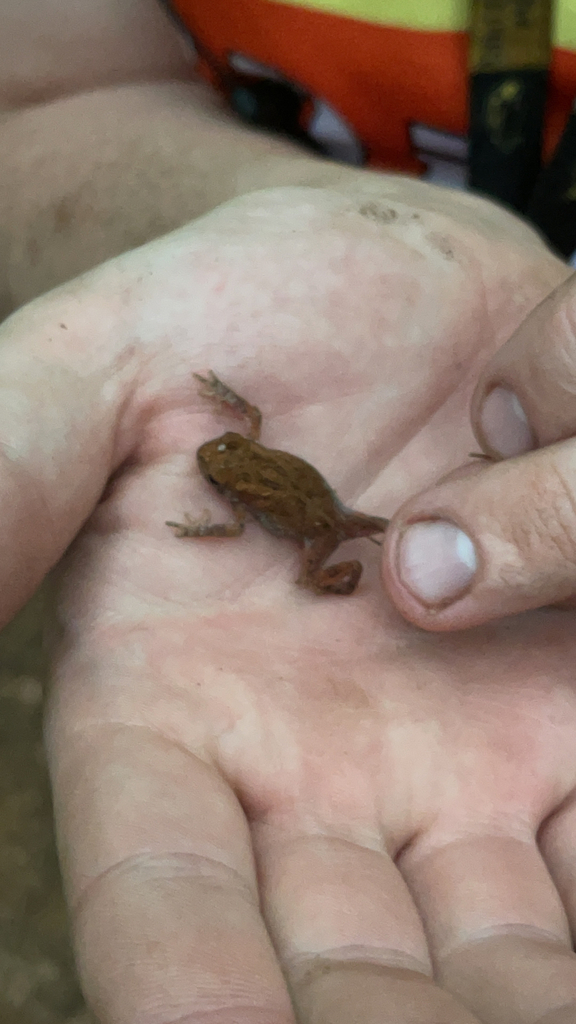North American Toads from Blount County, Great Smoky Mountains National ...