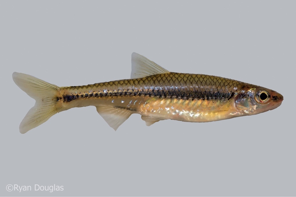 swallowtail shiner (Fish of Watts Branch) · iNaturalist