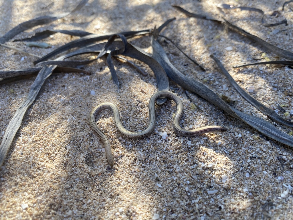 Hermite Island Worm-lizard in July 2022 by jordan_a_mulder. In loose ...
