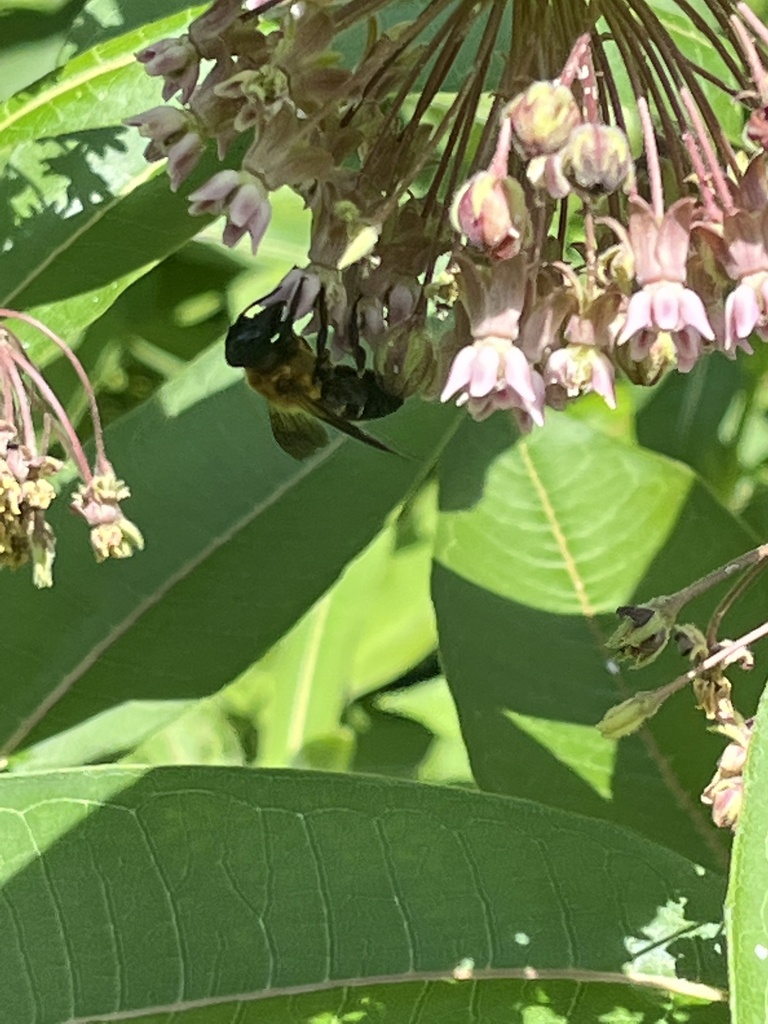 Sculptured Resin Bee from New Hope Rd NW, Frostburg, MD, US on July 14 ...