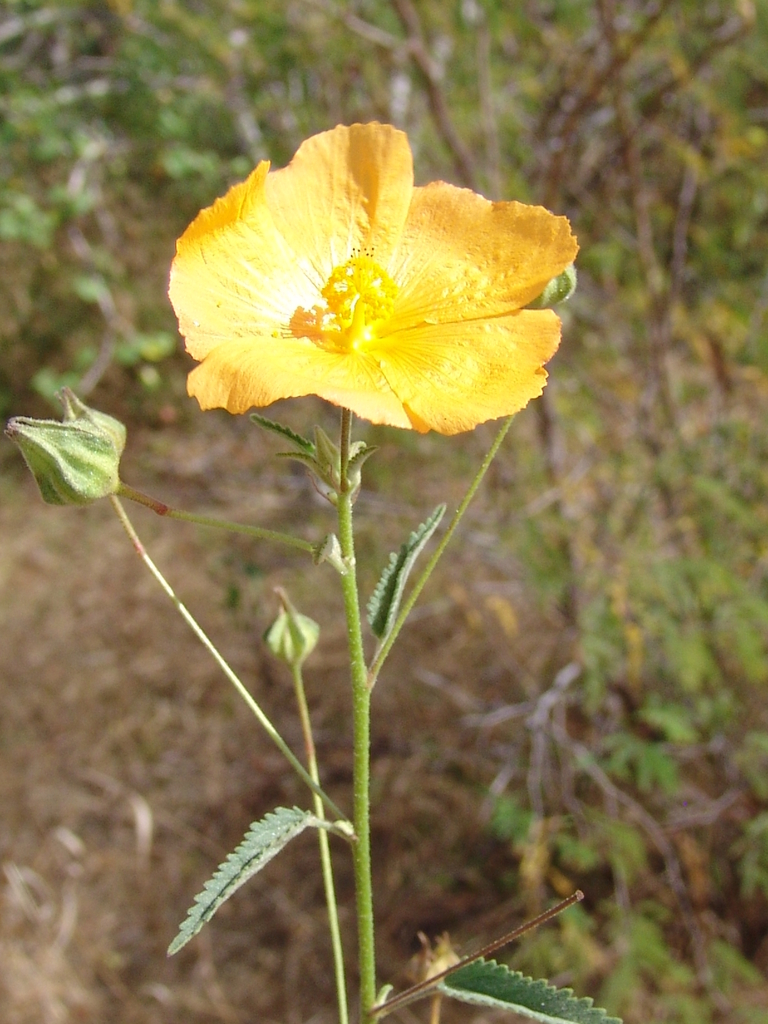 Sida xanti from La Paz, B.C.S., México on December 5, 2006 at 01:58 PM ...
