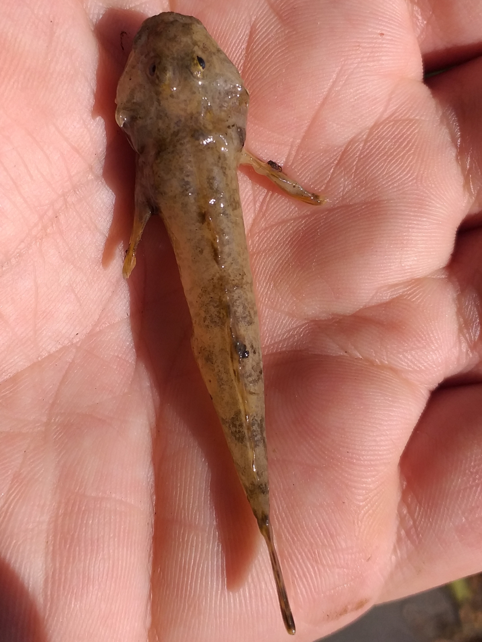 Cottus gobio Linnaeus, 1758