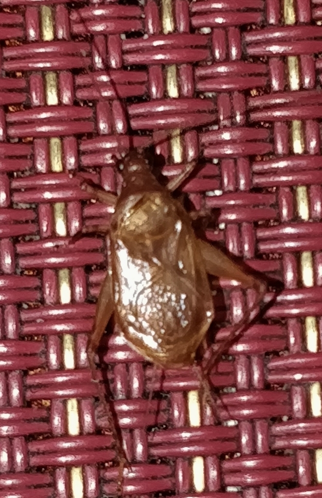 True Crickets and Allies from 855V+76M, Puntarenas Province, Monteverde ...