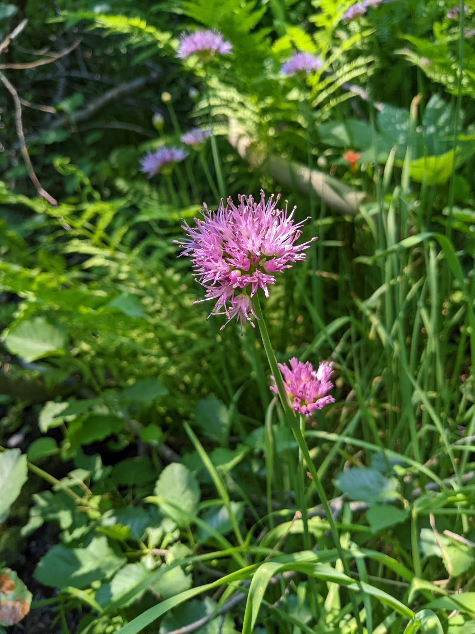 Allium validum S.Watson