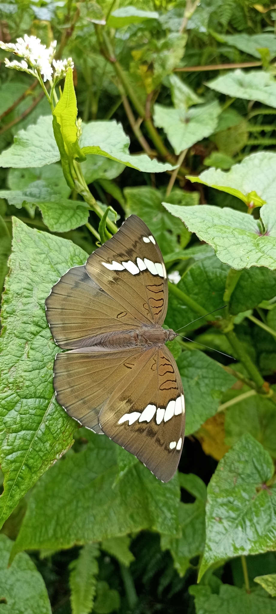 Euthalia patala Kollar, 1844