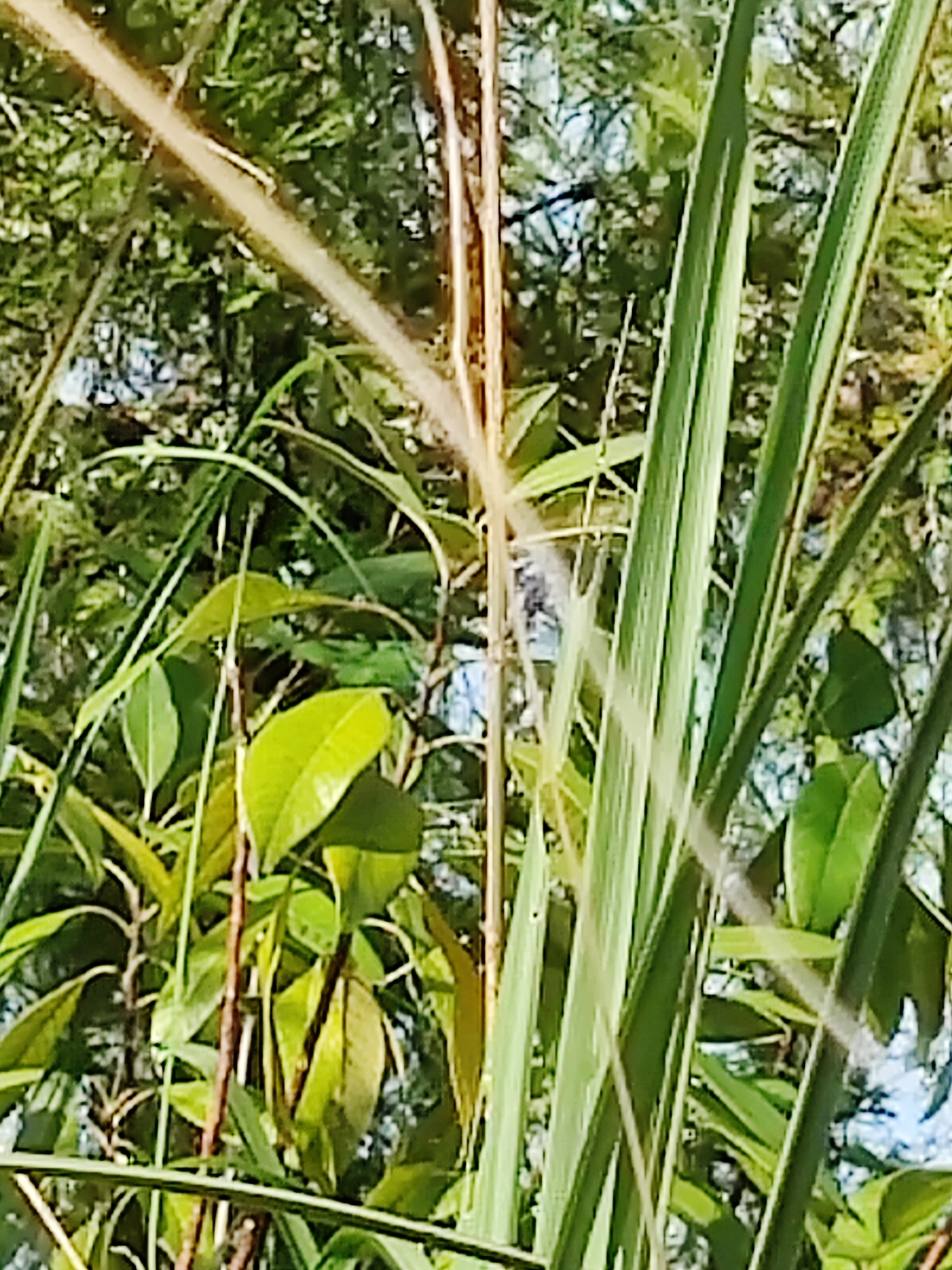 Leitneria floridana Chapm.