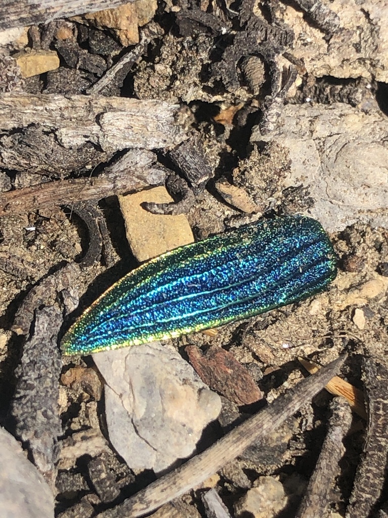 Buprestis prospera from Inyo National Forest, Inyo County, US-CA, US on ...