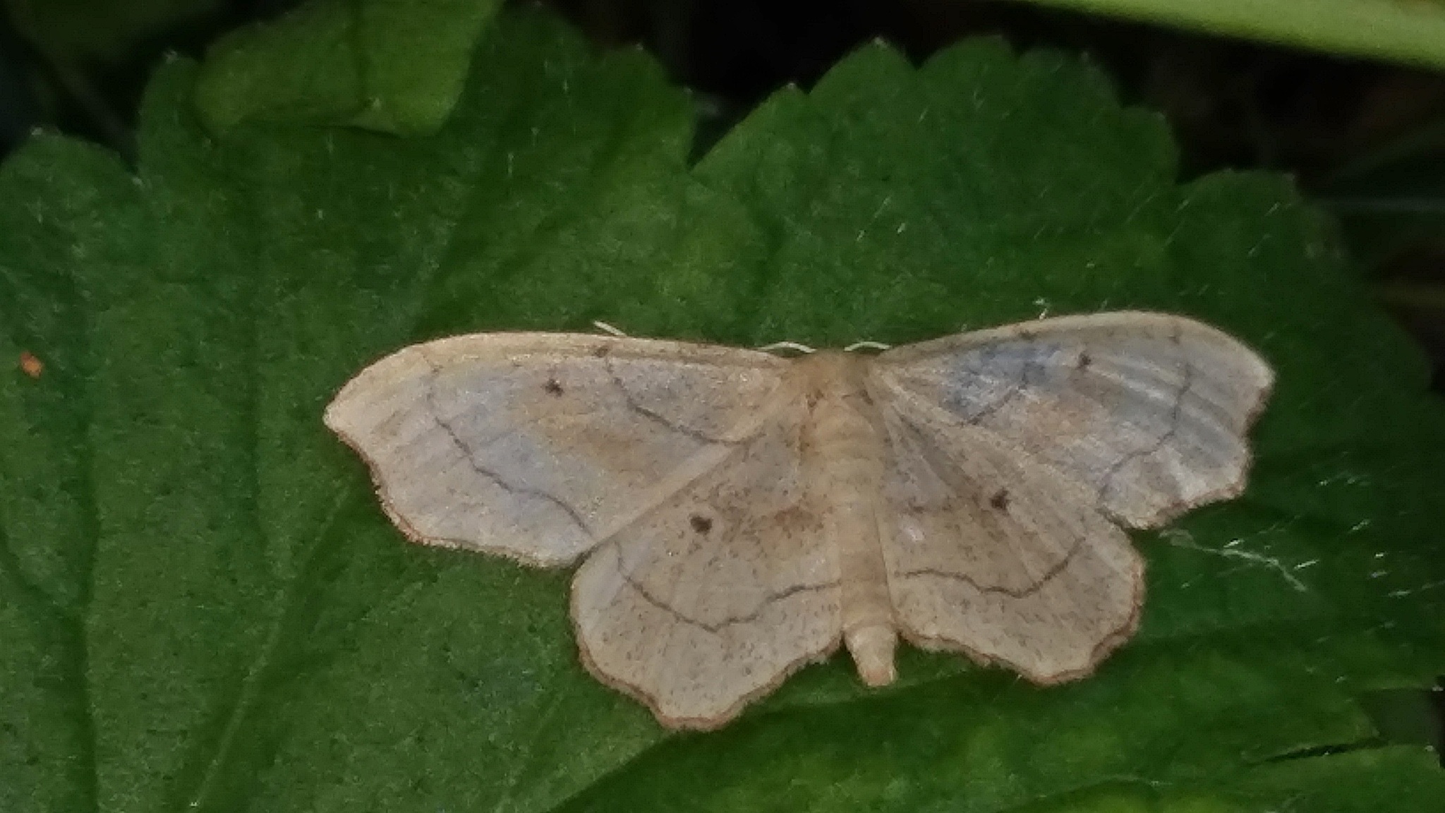 Idaea emarginata (Linnaeus, 1758)