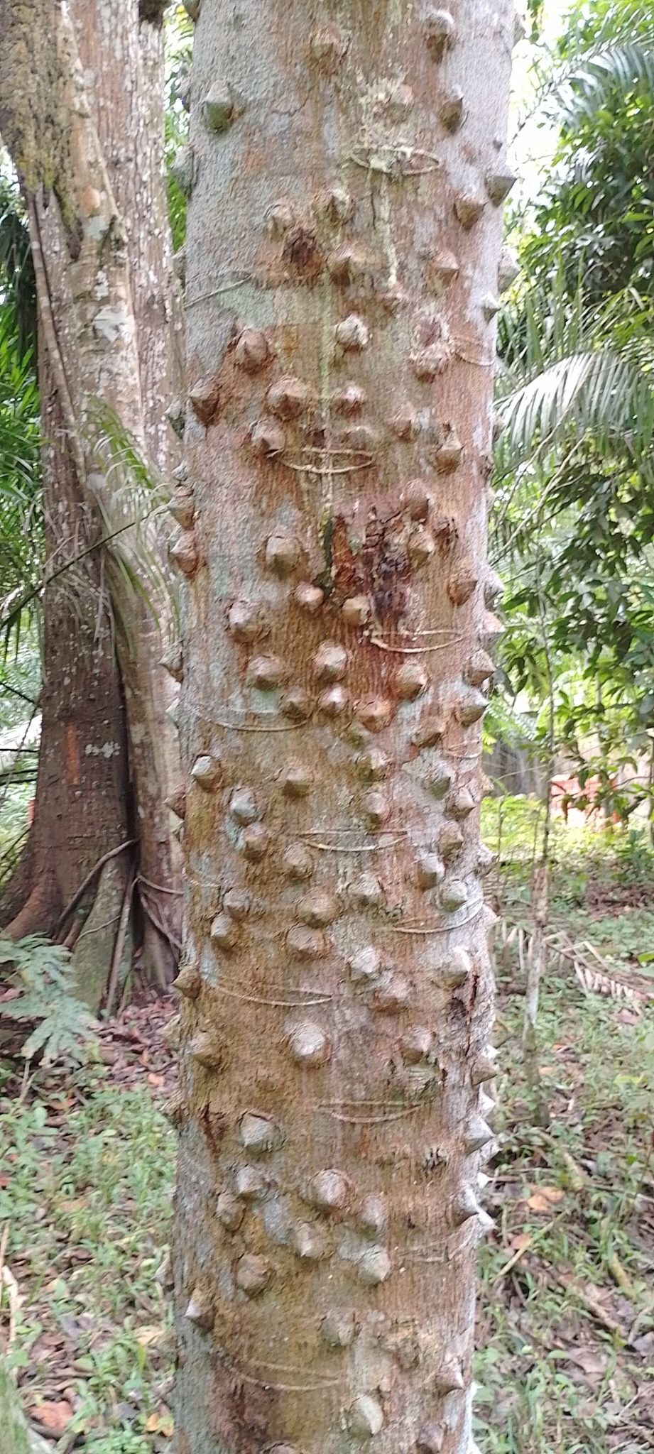 Zanthoxylum rhoifolium Lam.